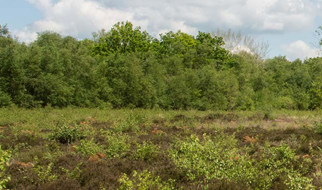 The Bucklebury Estate - The History