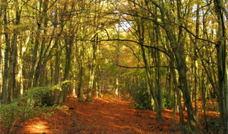 Bucklebury Common - The Bucklebury Estate, Berkshire