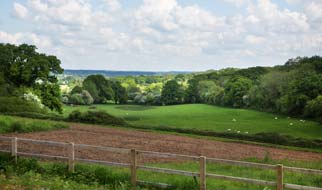 Bucklebury Common - The Bucklebury Estate, Berkshire