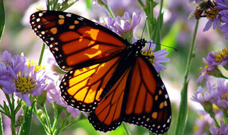 Bucklebury Common - The Bucklebury Estate, Berkshire