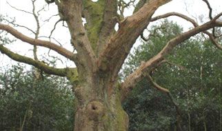 Bucklebury Common - The Bucklebury Estate, Berkshire